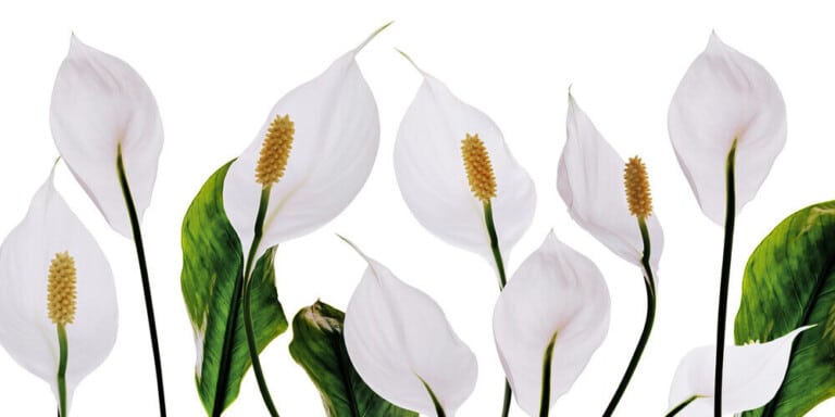 Peace Lily Plant Care & Growing Guide - Hobby Plants