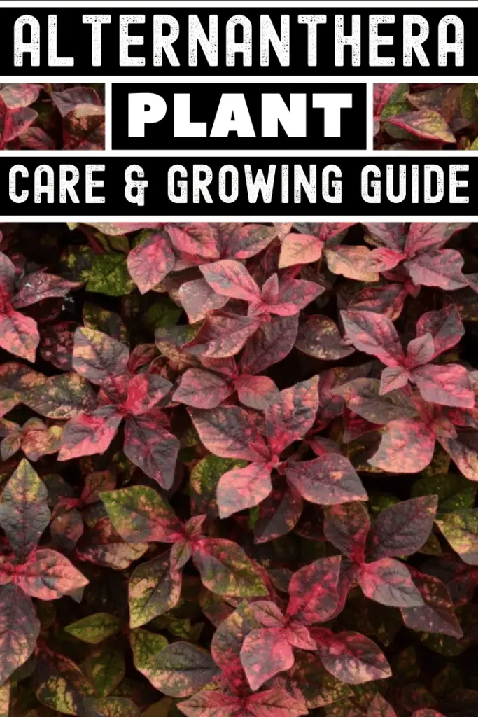 Alternanthera Plant Care & Growing Guide - Hobby Plants