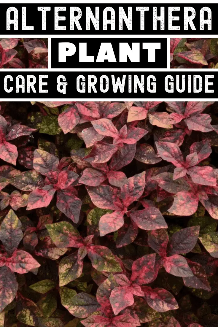 Alternanthera Plant Care & Growing Guide - Hobby Plants