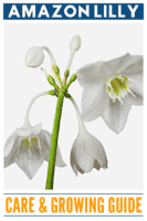 Amazon Lily Care & Growing guide