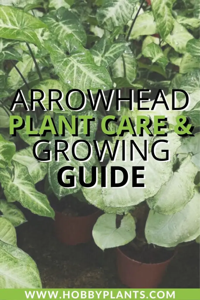 Arrowhead Plant Care & Growing Guide