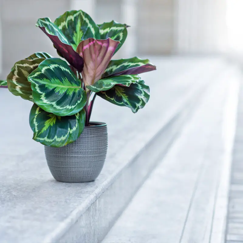 Calathea Plant Care & Growing Guide