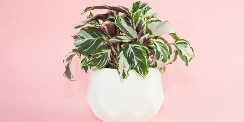 Calathea Plant Care & Growing Guide