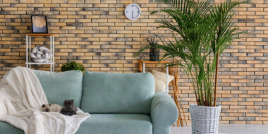 Cat Palm (Cataractarum Palm) Care & Growing Guide