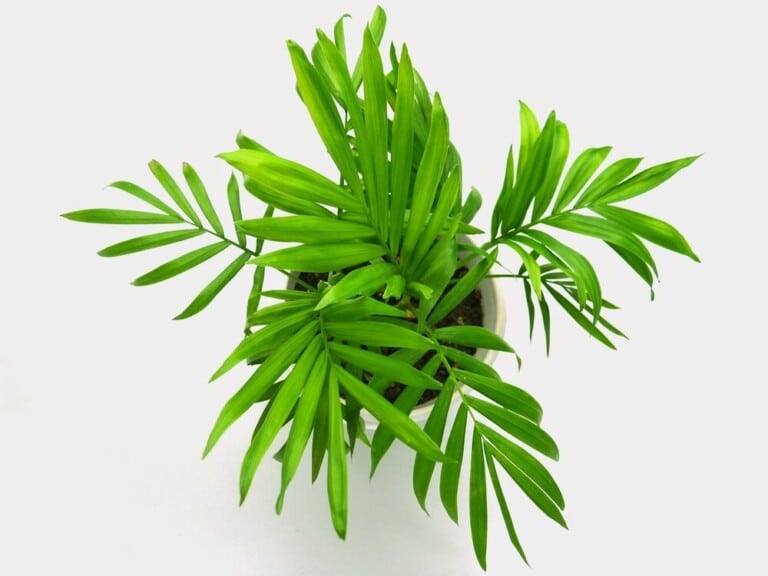 Parlor Palm (Chamaedorea Elegans) Care & Growing Guide