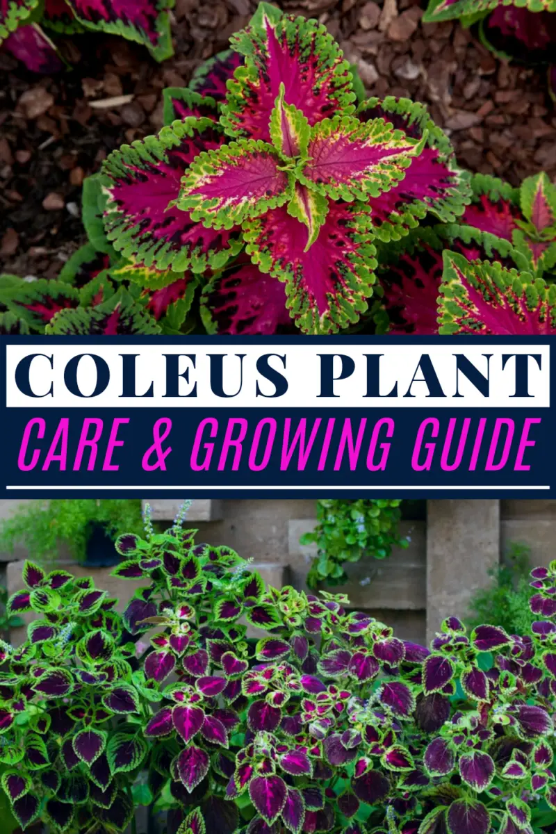 Coleus Plant Care And Growing Guide