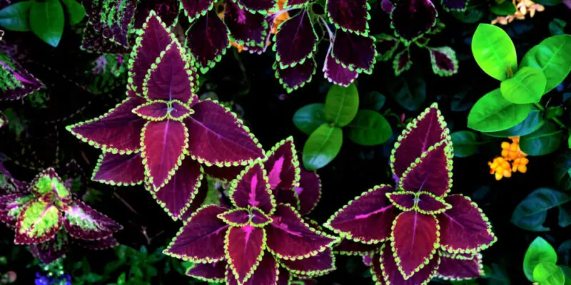 Coleus Plant Care & Growing Guide