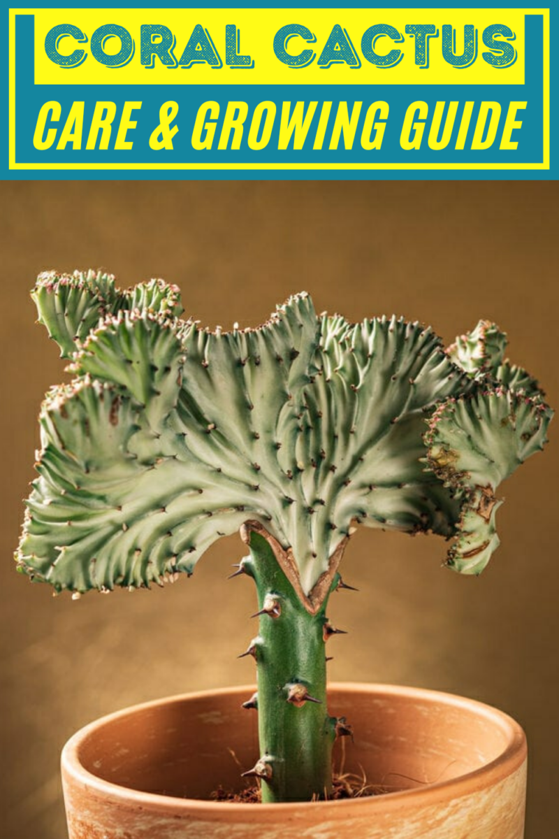 Coral Cactus (Eurphorbia Lactea Crest) Care & Growing Guide