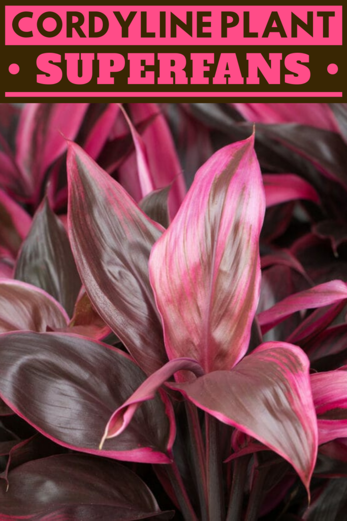 Cordyline Plant Care & Growing Guide