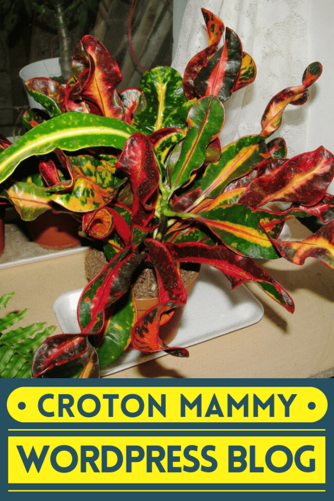 Croton Mammy Care and Growing Guide - Hobby Plants