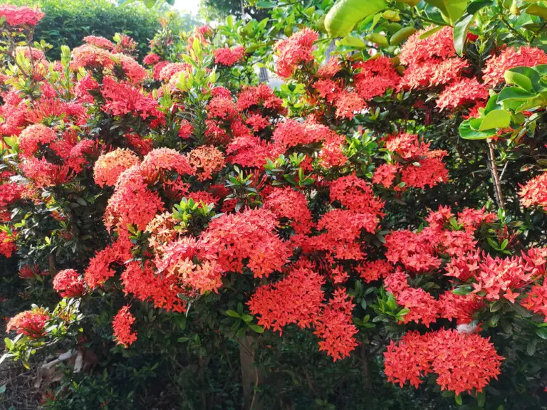 Dwarf Ixora: Plant Care & Growing Guide - Hobby Plants