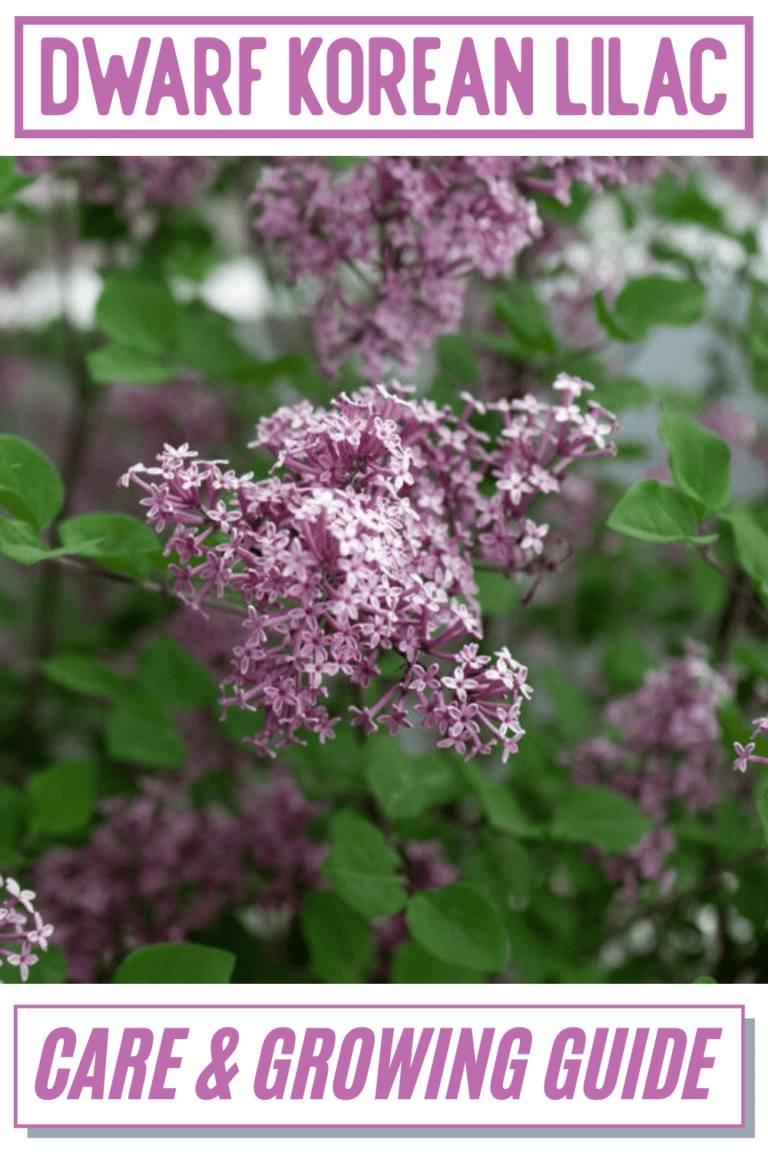 Dwarf Korean Lilac Care & Growing Guide