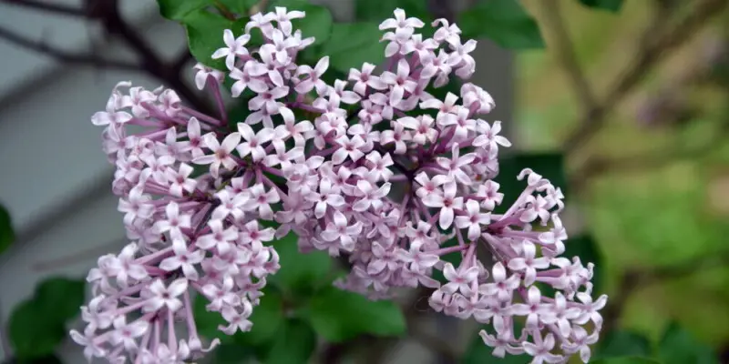 Dwarf Korean Lilac Care & Growing Guide