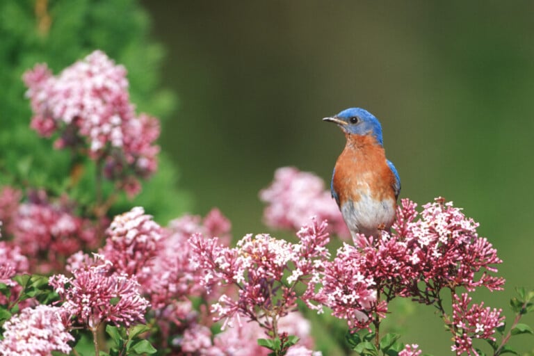 Dwarf Korean Lilac Care & Growing Guide