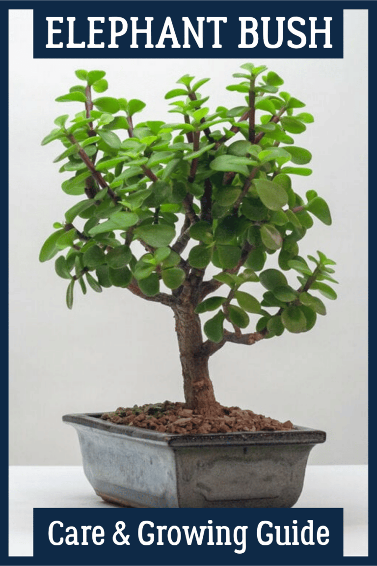 Elephant Bush (Portulacaria Afra) Care & Growing Guide