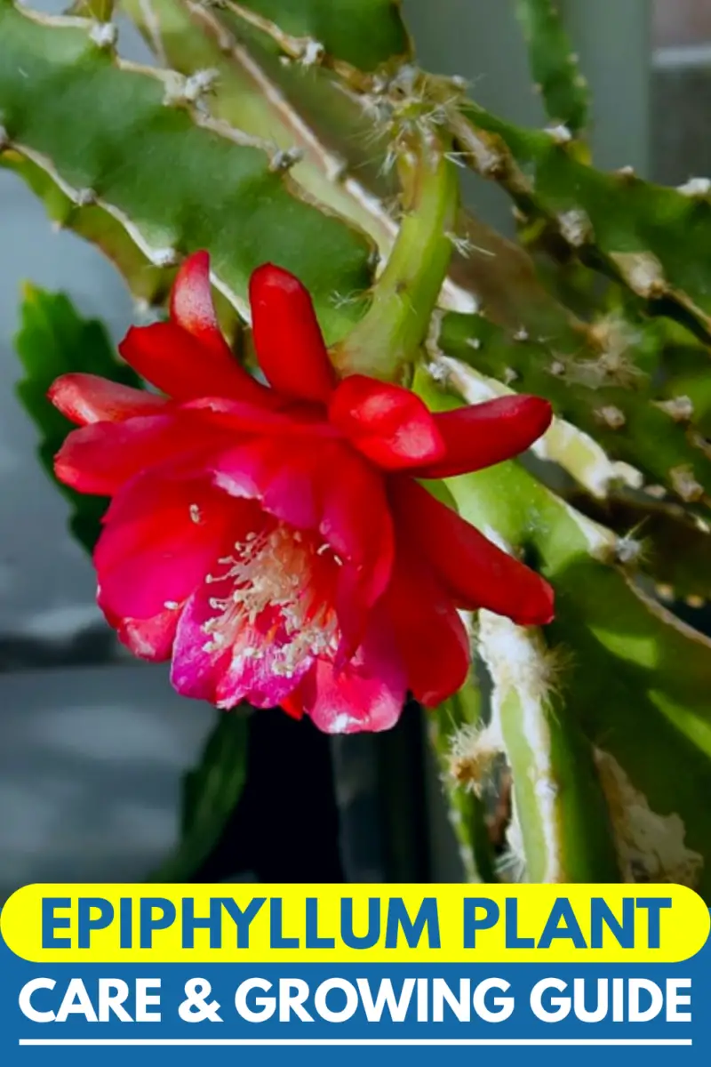 Epiphyllum Plant Care & Growing Guide