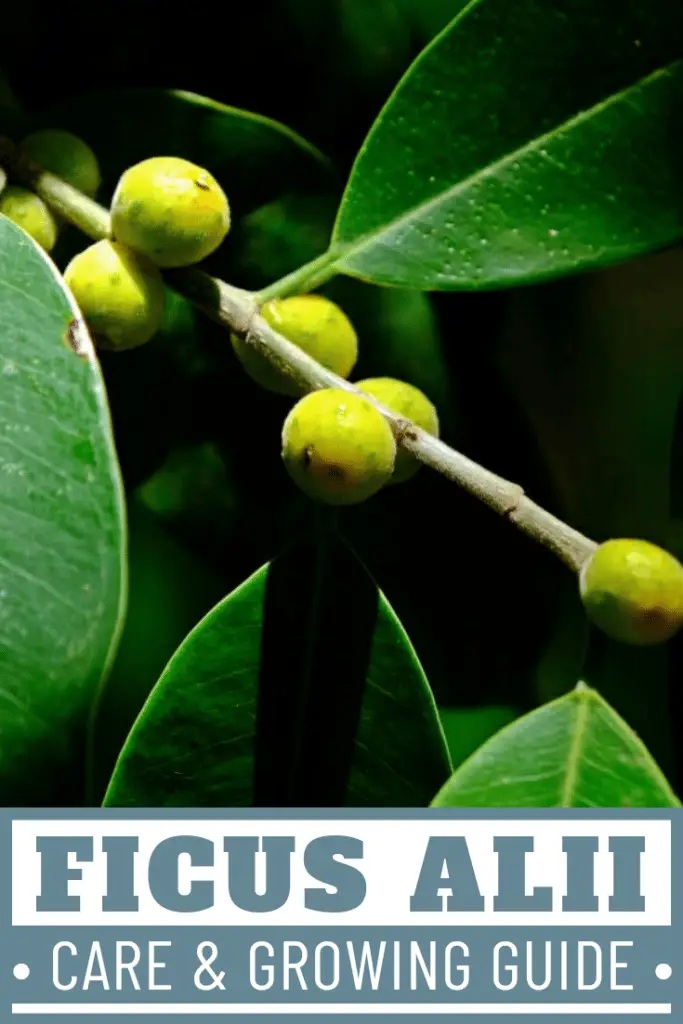 Ficus Alii Care & Growing Guide - Hobby Plants