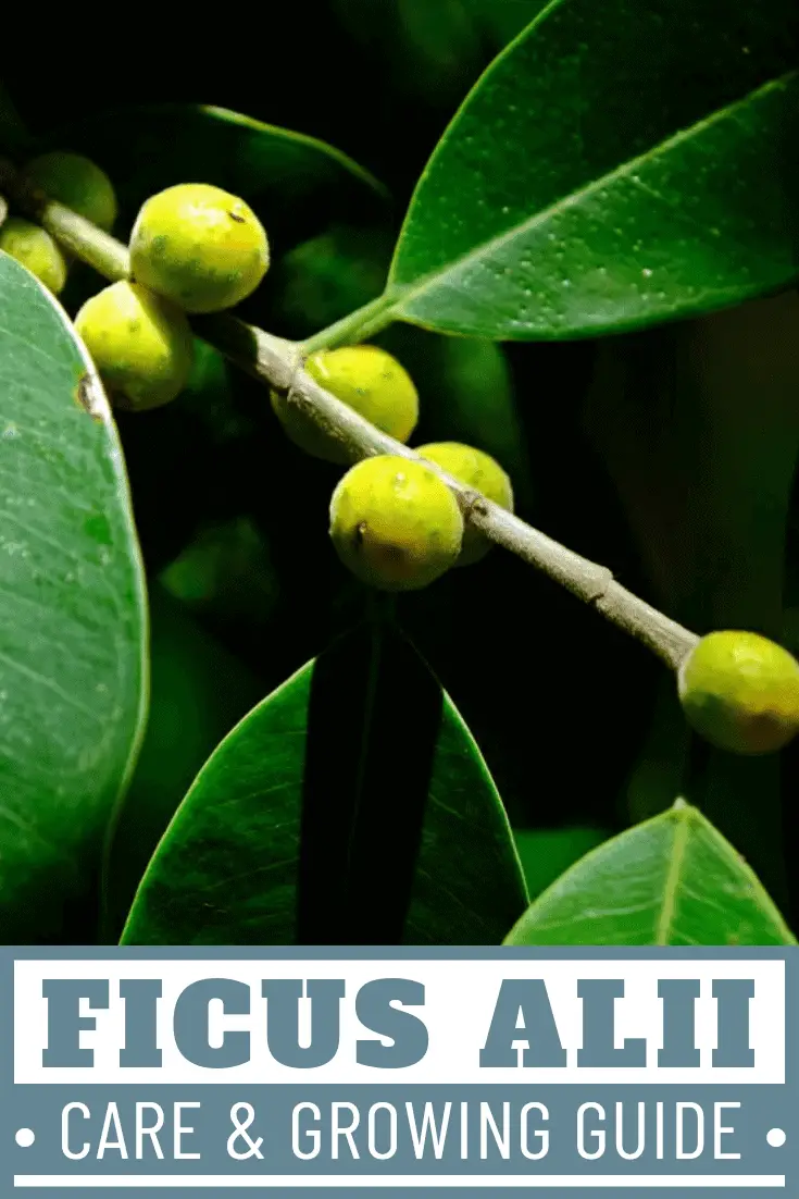 Ficus Alii Care & Growing Guide - Hobby Plants