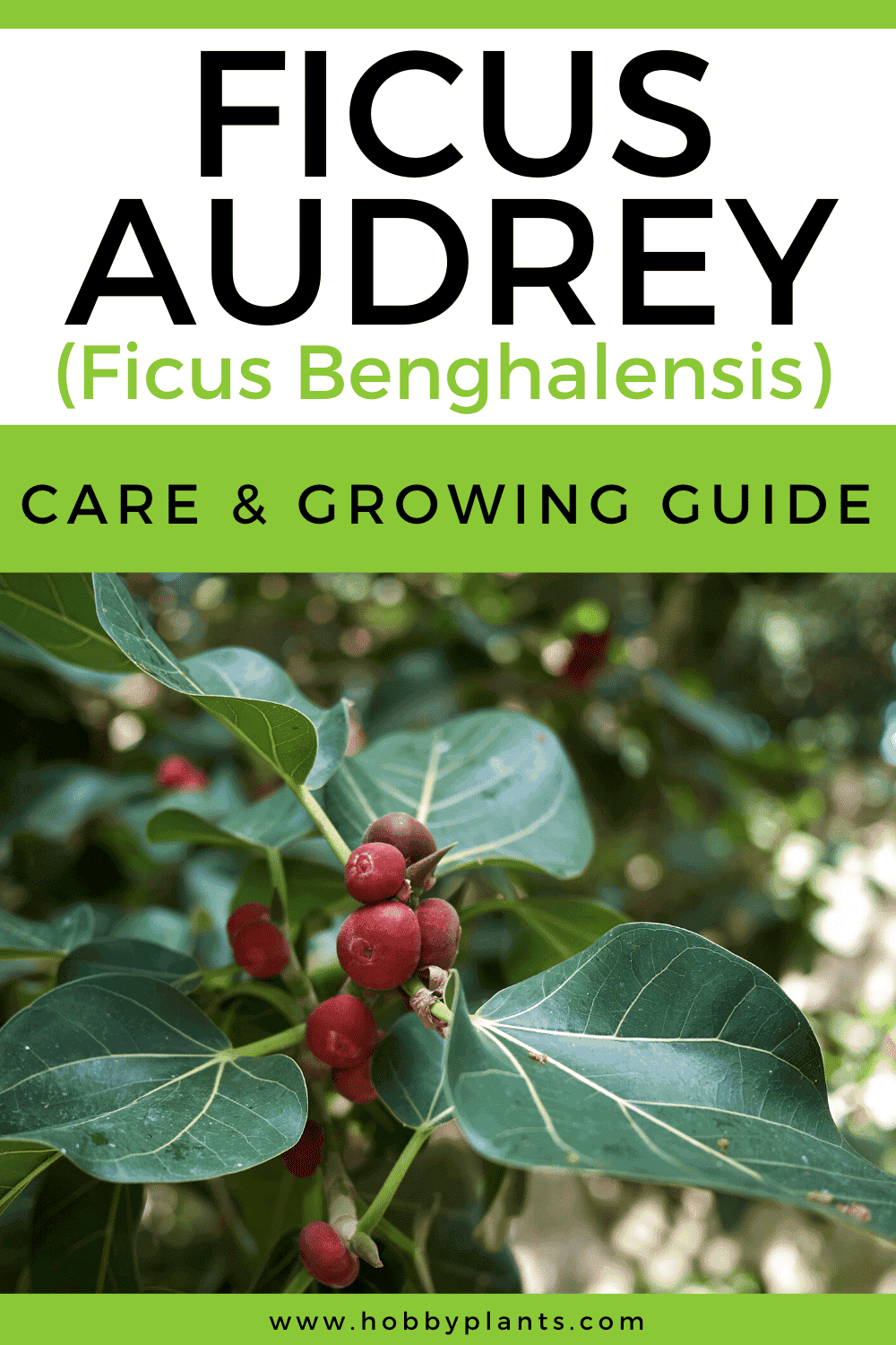Ficus Audrey (Ficus Benghalensis) Care & Growing Guide