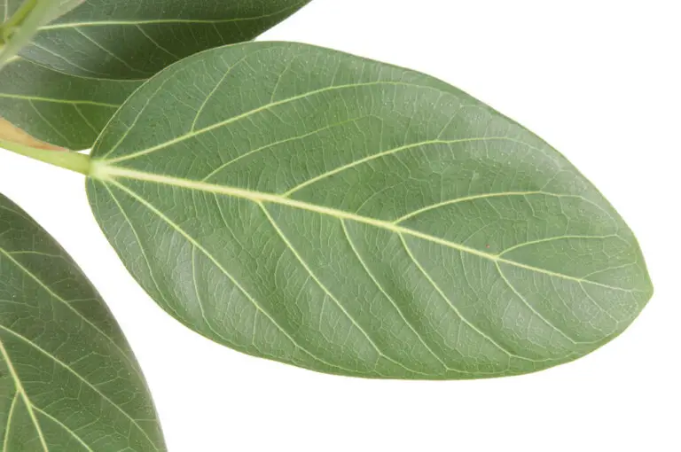 Ficus Audrey (Ficus Benghalensis) Care & Growing Guide