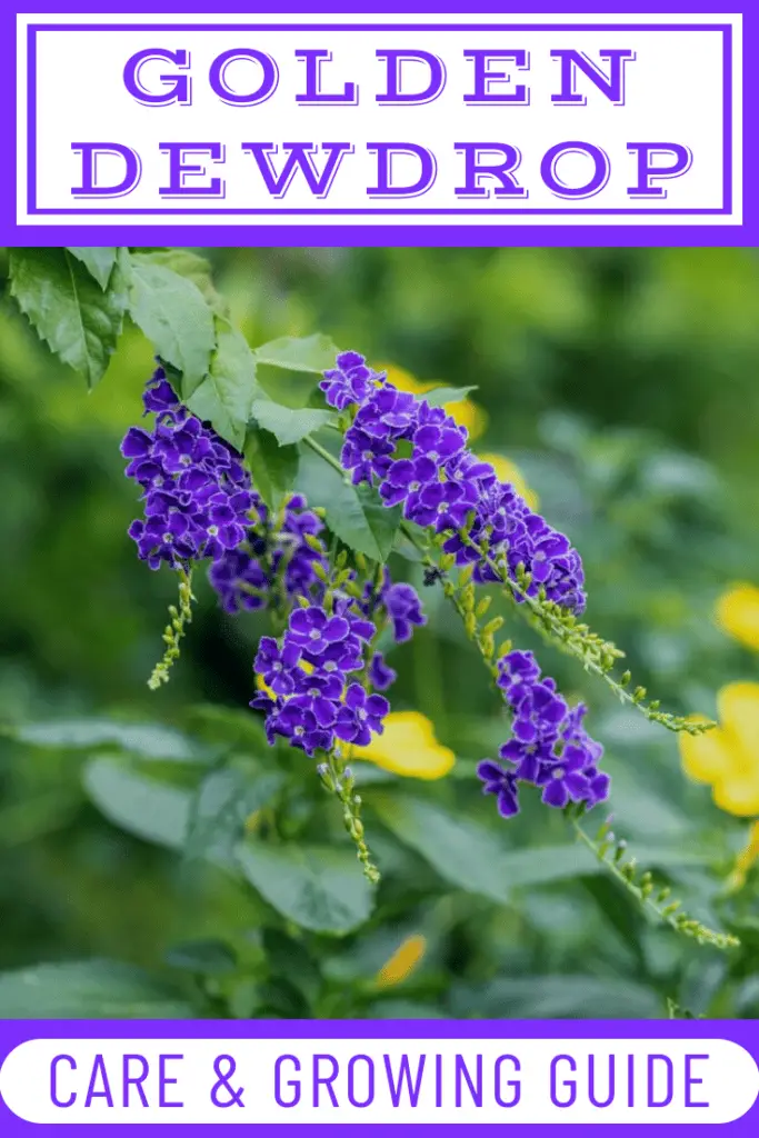 Golden Dewdrop Care & Growing Guide