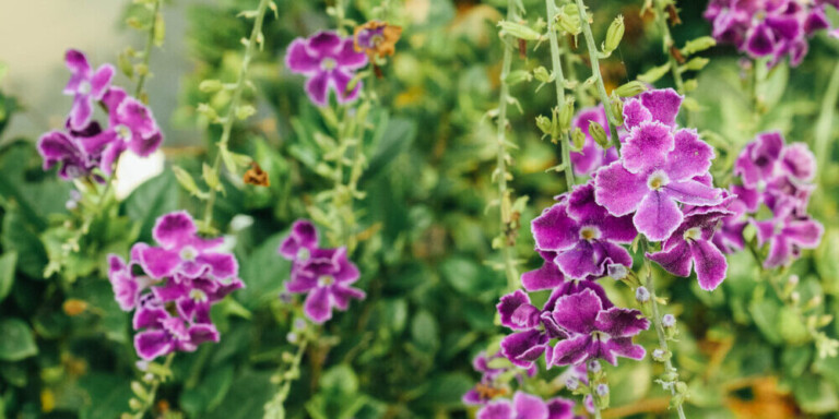 Golden Dewdrop Care & Growing Guide