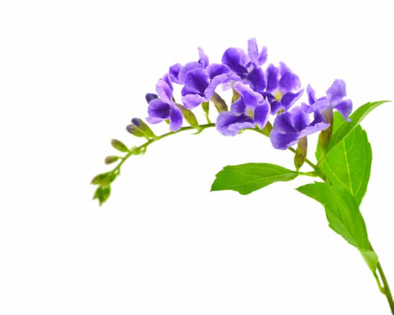 Golden Dewdrop Care & Growing Guide