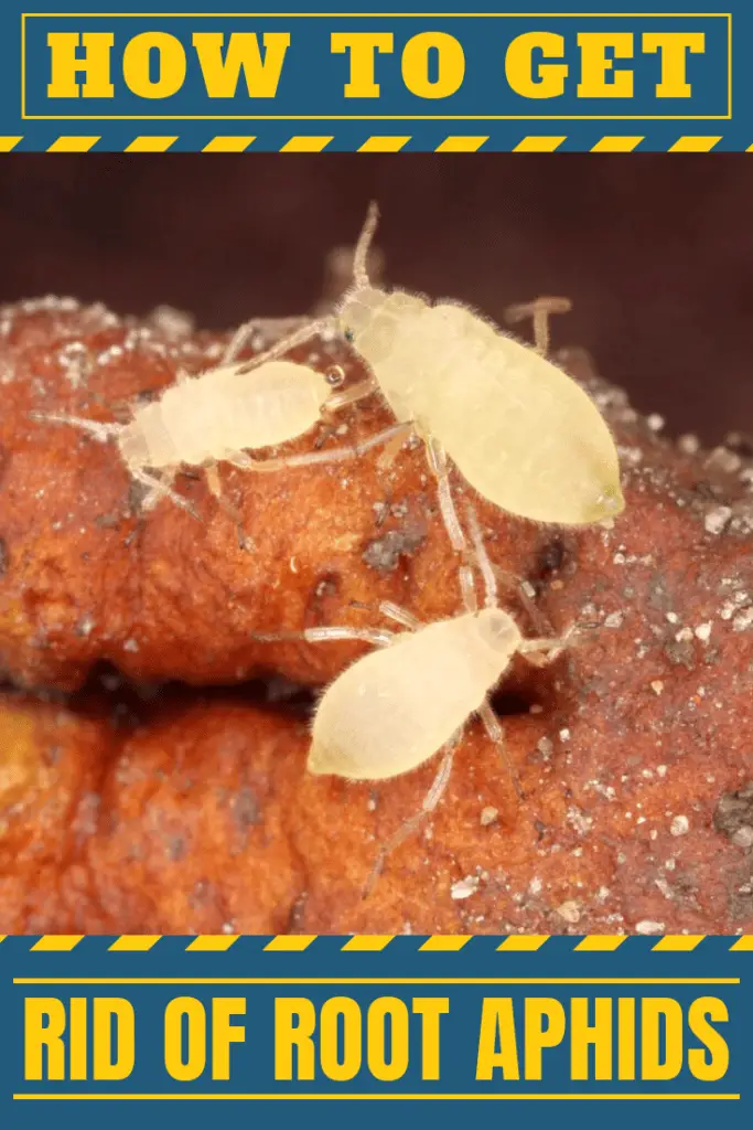 How to Get Rid of Root Aphids