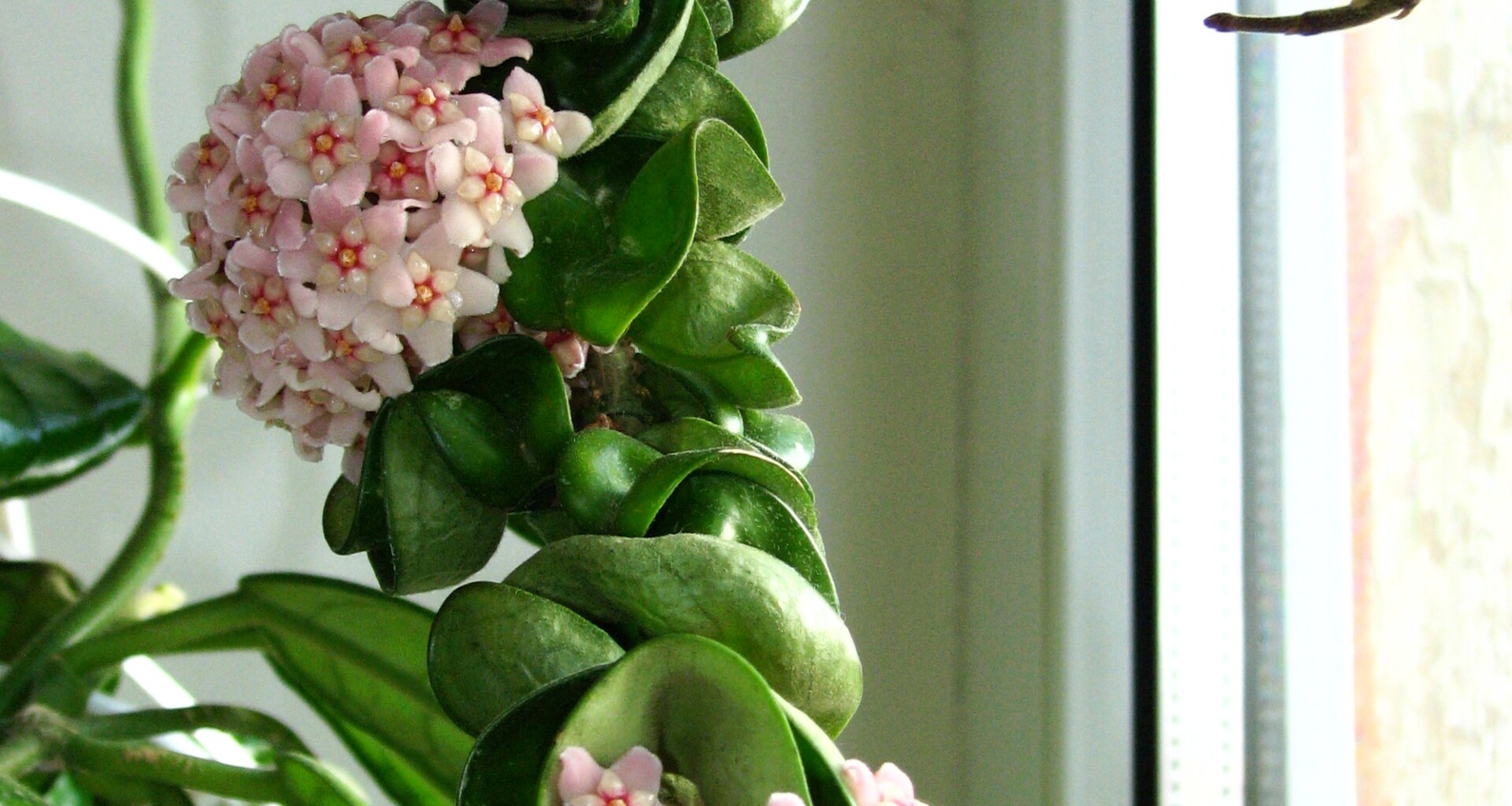 Hindu Rope Plant - Care & Growing Guide - Hobby Plants
