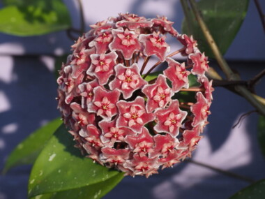 Hoya Plant Care & Growing Guide