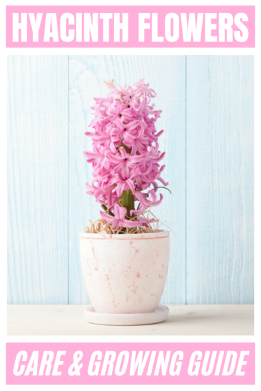 Hyacinth Flowers Care & Growing Guide