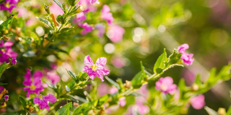 Mexican Heather (Cuphea hyssopifolia) Care & Growing Guide