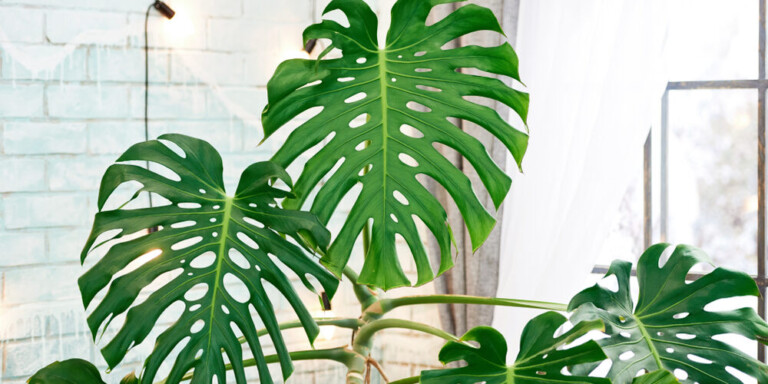 Swiss Cheese Plant (Monstera Deliciosa) Care & Growing Guide
