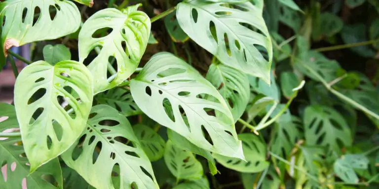 Monstera Adansonii Care & Growing Guide