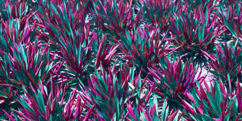 Oyster: Plant Care & Growing Guide