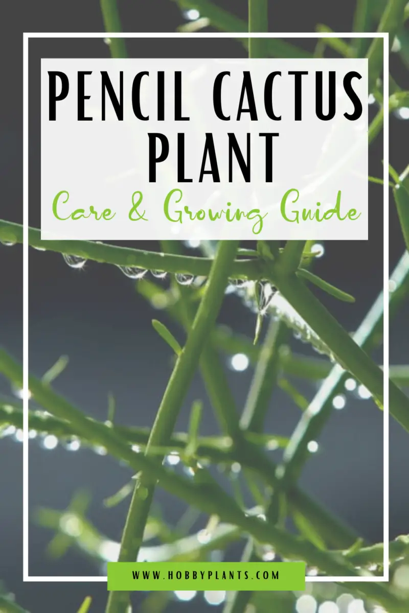 Pencil Cactus Plant Care & Growing Guide
