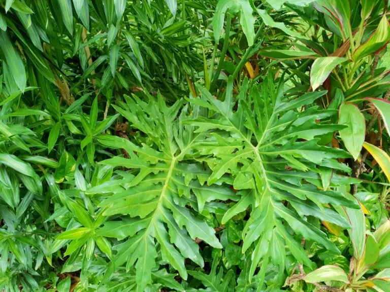 Philodendron Selloum Care & Growing Guide