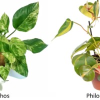 Pothos Plant Care & Growing Guide - Hobby Plants