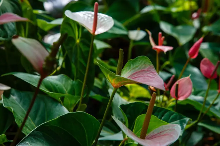 Anthurium Care & Growing Guide