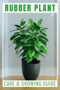 Rubber plant Care & Growing Guide