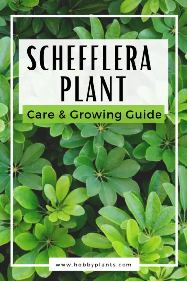 Schefflera Plant Care & Growing Guide