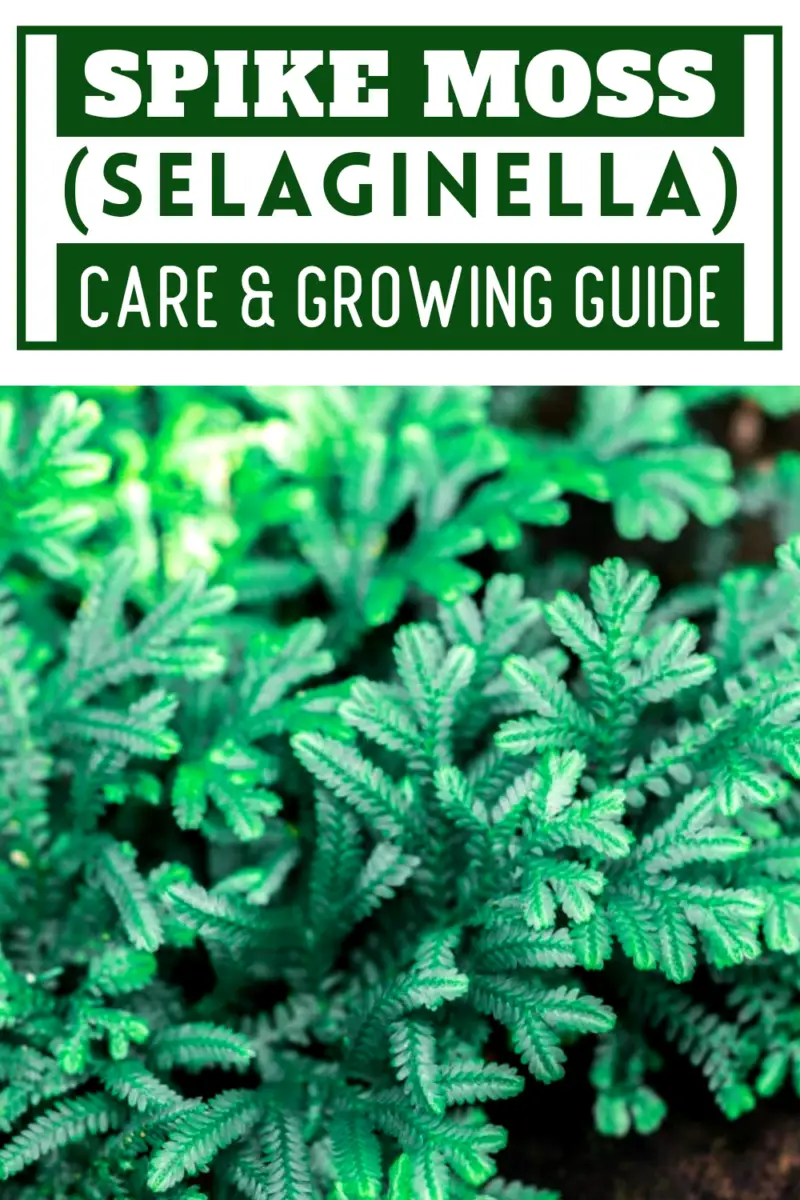 Spike Moss (Selaginella) Care & Growing Guide