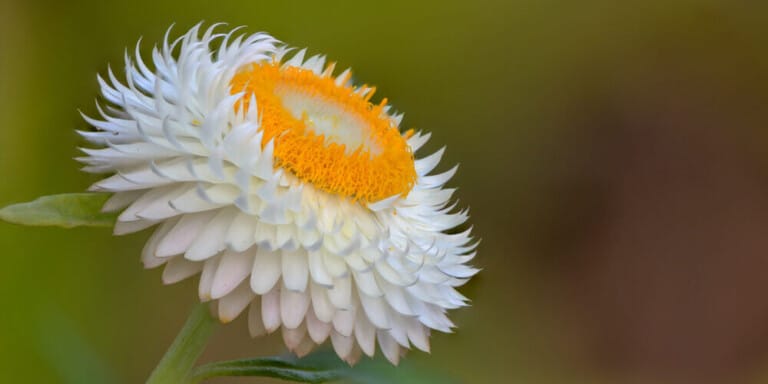 Strawflower Care & Growing Guide