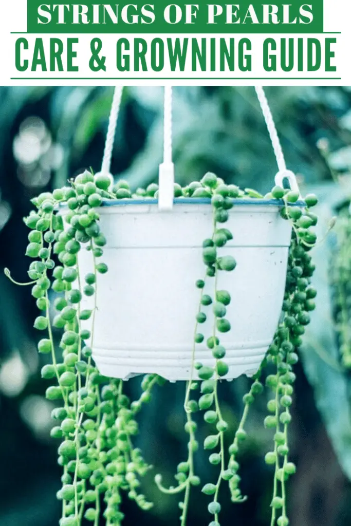 String of Pearls Care & Growing Guide
