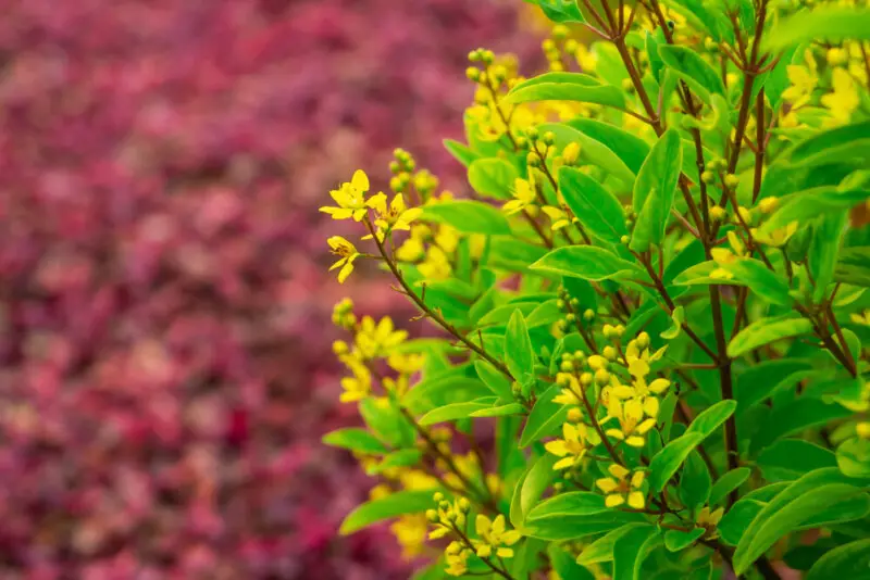 Thryallis Plant (Galphimia Glauca) Care & Growing Guide