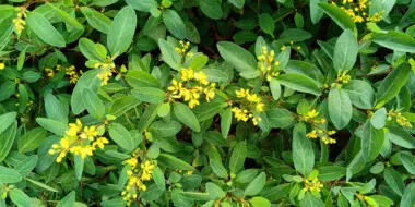 Thryallis Plant (Galphimia Glauca) Care & Growing Guide
