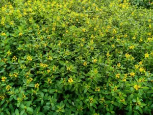 Thryallis Plant (Galphimia Glauca) Care & Growing Guide