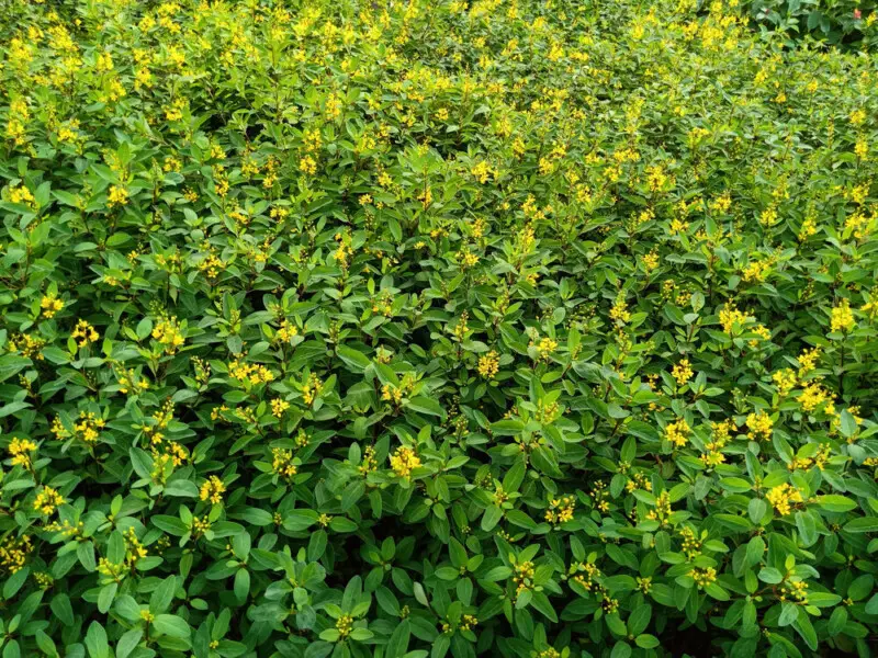 Thryallis Plant (Galphimia Glauca) Care & Growing Guide