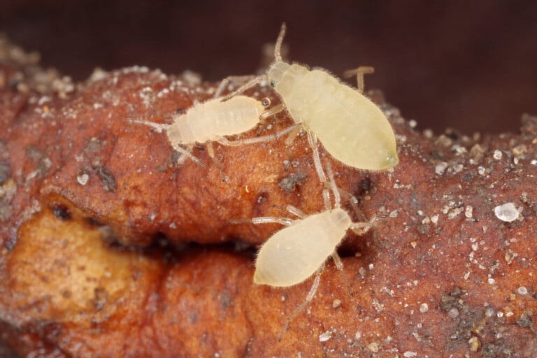 How to Get Rid of Root Aphids