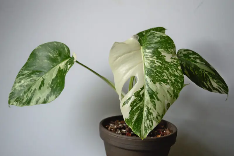 Variegated Monstera Care & Growing Guide
